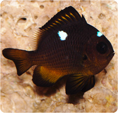 Golden Domino Damselfish, Three Spot Damselfish - Dascyllus auripinnis