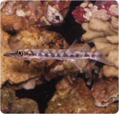 Great Barracuda, Striped Barracuda - Sphyraena barracuda