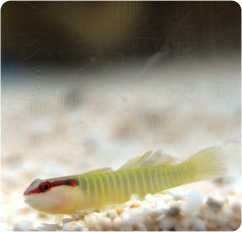 Green Banded Goby - Elacatinus multifasciatus