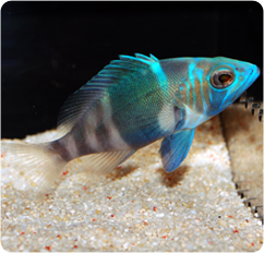 Indigo Hamlet - Hypoplectrus indigo