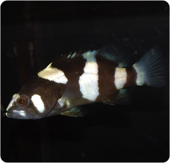 Lanceolatus Grouper, Bumble Bee Grouper - Epinephelus lanceolatus