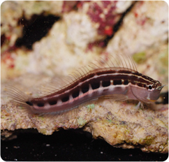 Linear Blenny, Lined Blenny - Ecsenius lineatus