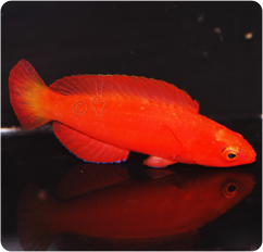 Magma Fairy Wrasse - Cirrhilabrus shutmani