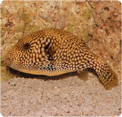 Mappa Pufferfish, Map Pufferfish - Arothron mappa