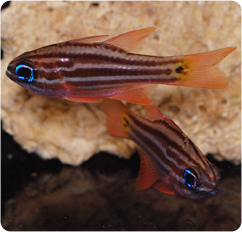 Ochre-striped Cardinalfish - Apogon compressus