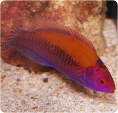Orange Back Fairy Wrasse - Cirrhilabrus aurantidorsalis