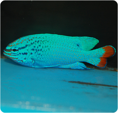 Orangetail Blue Damselfish - Chrysiptera cyanea-Male