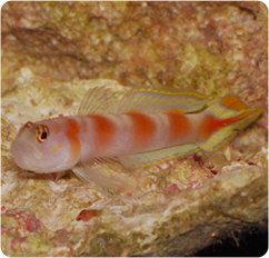 Pinkbar Goby, Shrimp Goby - Cryptocentrus aurora