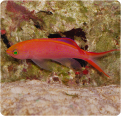 Princess Anthias - Pseudanthias smithvanizi