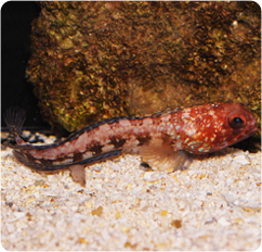 Red Devil Jawfish - Opistognathus spp.