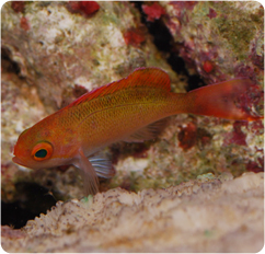 Red Fairy Anthias, Silver-Streak Goldie Anthias - Pseudanthias kashiwae