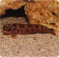 Redlip Blenny - Ophioblennius atlanticus