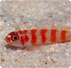Red Striped Goby, Candycane Pygmy Goby - Trimma cana