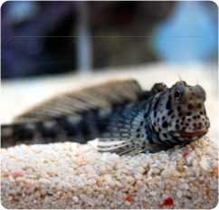 Orange Spotted Blenny, Redspotted Rockskipper - Blenniella chrysospilos