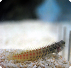 Segmented Sailfin Blenny, Segmented Blenny - Salarias segmentatus