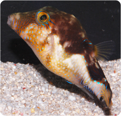 Sharpnose Toby Pufferfish, Atlantic Toby - Canthigaster rostrata