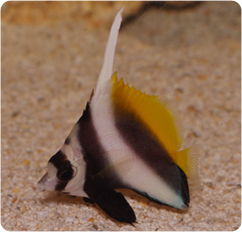 Singular Bannerfish, Singularius Heniochus - Heniochus singularius