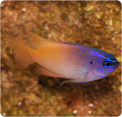 开云(中国)Kaiyun最新在线登录入口-IOS/安卓通用版/手机APP