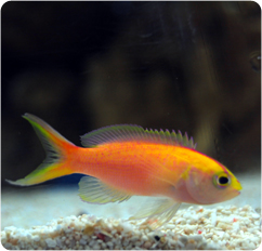 Sunset Anthias, Diadem Anthias - Pseudanthias parvirostris
