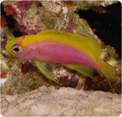 Ventralis Anthias, Longfin Anthias - Pseudanthias ventralis