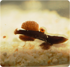 White Cap Goby - Lotilia graciliosa