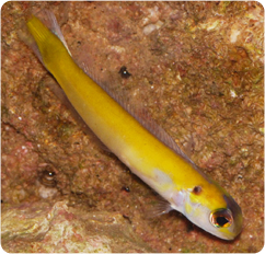 Yellow Tilefish, Golden Tilefish - Hoplolatilus luteus