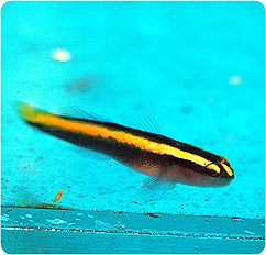 Yellow Stripe Neon Goby, Yellowline Goby - Elacatinus horsti