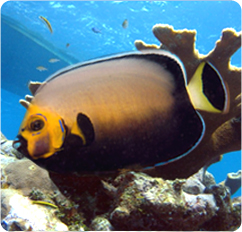 Conspicuous Angelfish