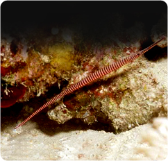 Multibanded Pipefish, Multibar Pipefish - Doryrhamphus multiannulatus