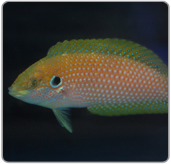 Kuiter's Leopard Wrasse - Macropharyngodon kuiteri