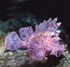 Rhinopias Scorpionfish - Rhinopias frondosa