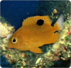 Orange Atlantic Damselfish - Stegastes fuscus