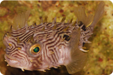 Pufferfish