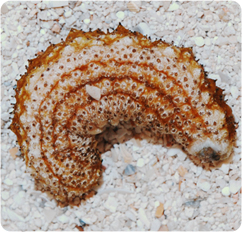 Atlantic Sand Cucumbers - Holothuria spp.