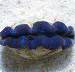 Crocea Clam - Tridacna crocea