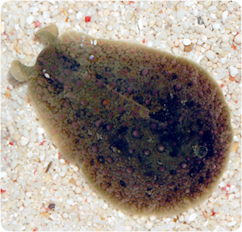 Green Sea Hare - Dolabrifera nicaraguana