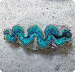 Maxima Clam-Blue - Tridacna maxima