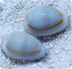 Money Shell Cowry - Cypraea moneta