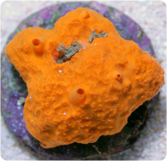 Orange Ball Sponge - Porifera spp.
