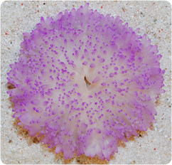 Flat Anemone - Purple, Beaded Sea Anemone - Heteractis spp.