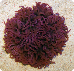 Sebae Anemone - Purple, Purple-Tip Leather Anemone - Heteractis crispa