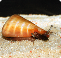 Tiger Sand Conch - Strombus spp.