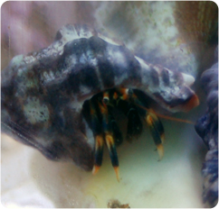 Tonga Tri-Color Hermit Crab - Clibanarius spp.