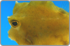 Boxfish