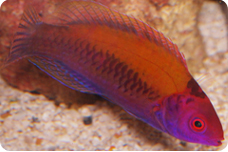 Wrasses-Reef Safe