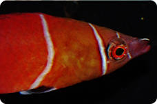 Wrasses-Reef Safe
