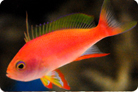 Saltwater Fish, Reef Safe Fish, Aquarium Fish