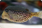 Boxfish