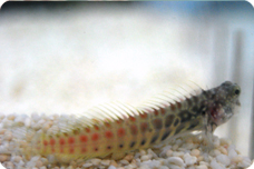 Blue Zoo Aquatics :: Products