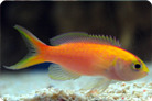 Anthias